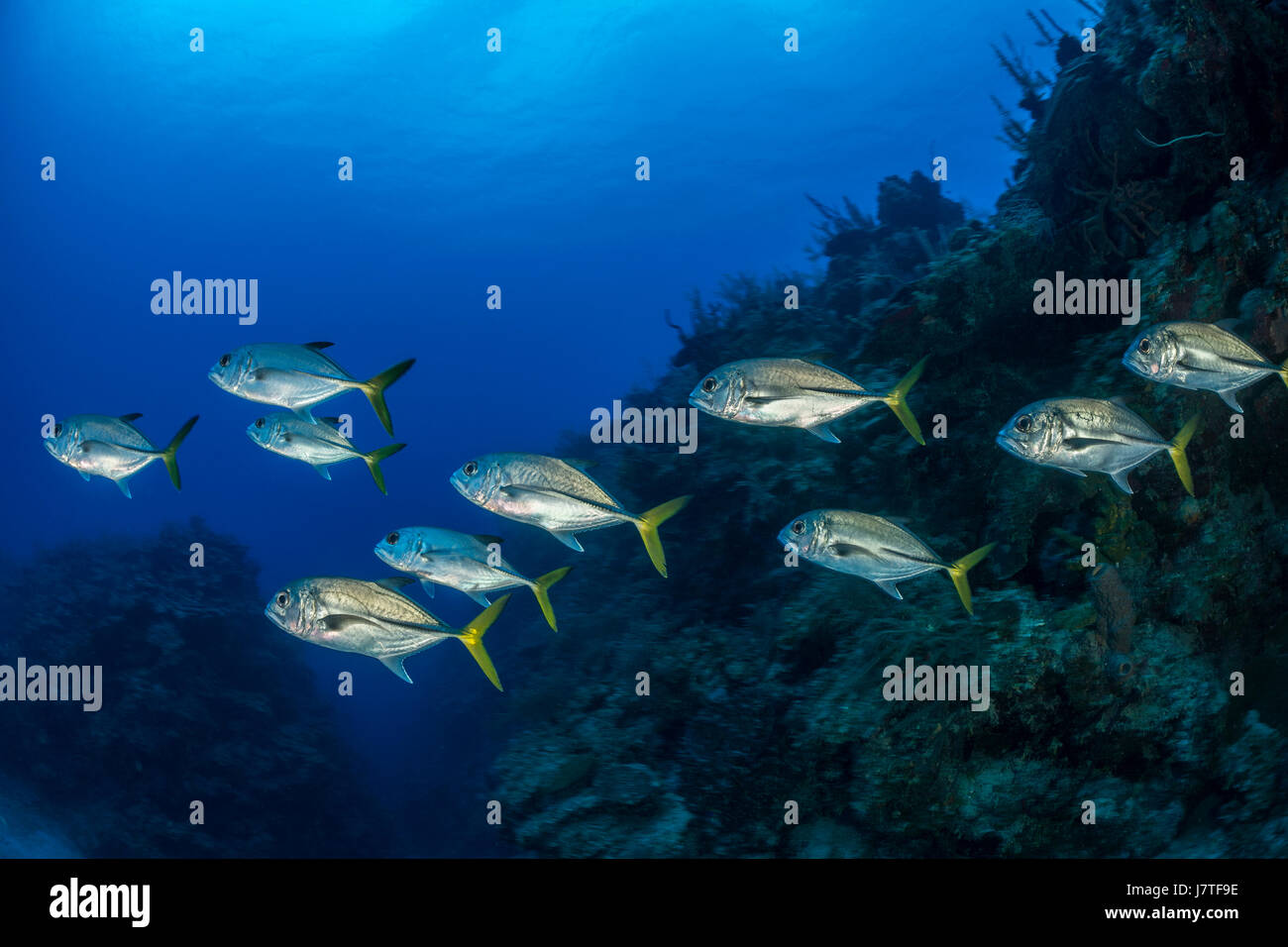 Shoal of Horse-eye Jacks, Caranx latus, Jardines de la Reina, Cuba ...
