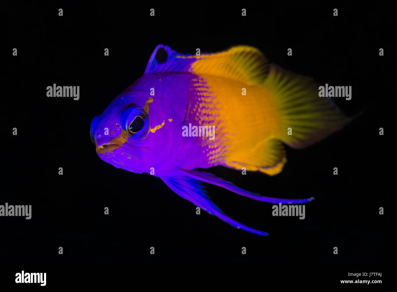 Fairy Basslet, Gramma loreto, Jardines de la Reina, Cuba Stock Photo ...