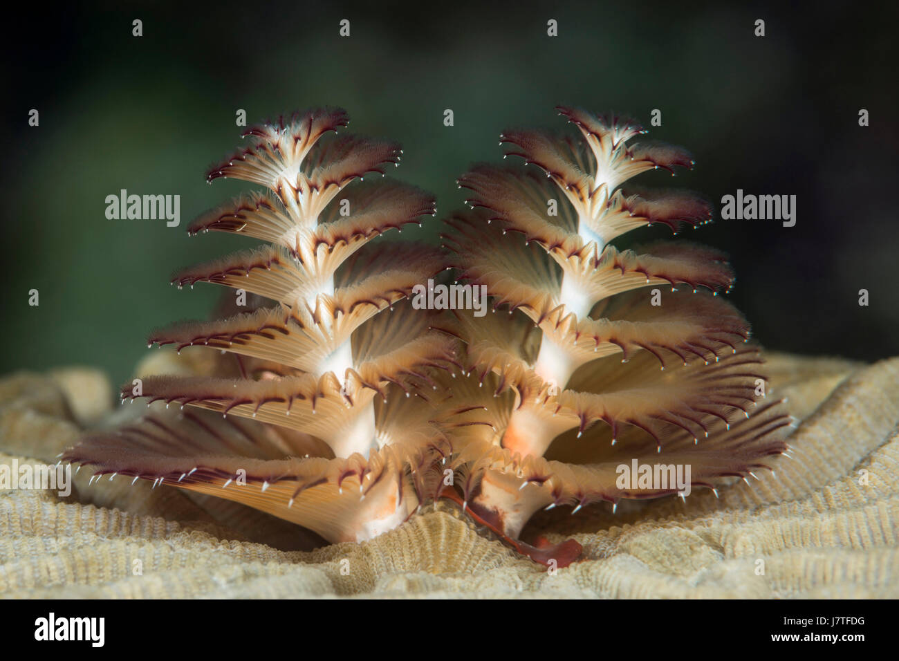 Christmas Tree Worm, Spirobranchus giganteus, Jardines de la Reina ...
