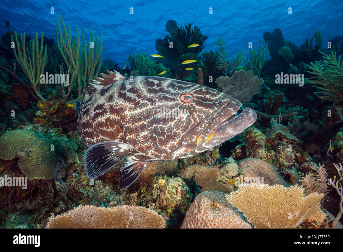 Juvenile Black Grouper