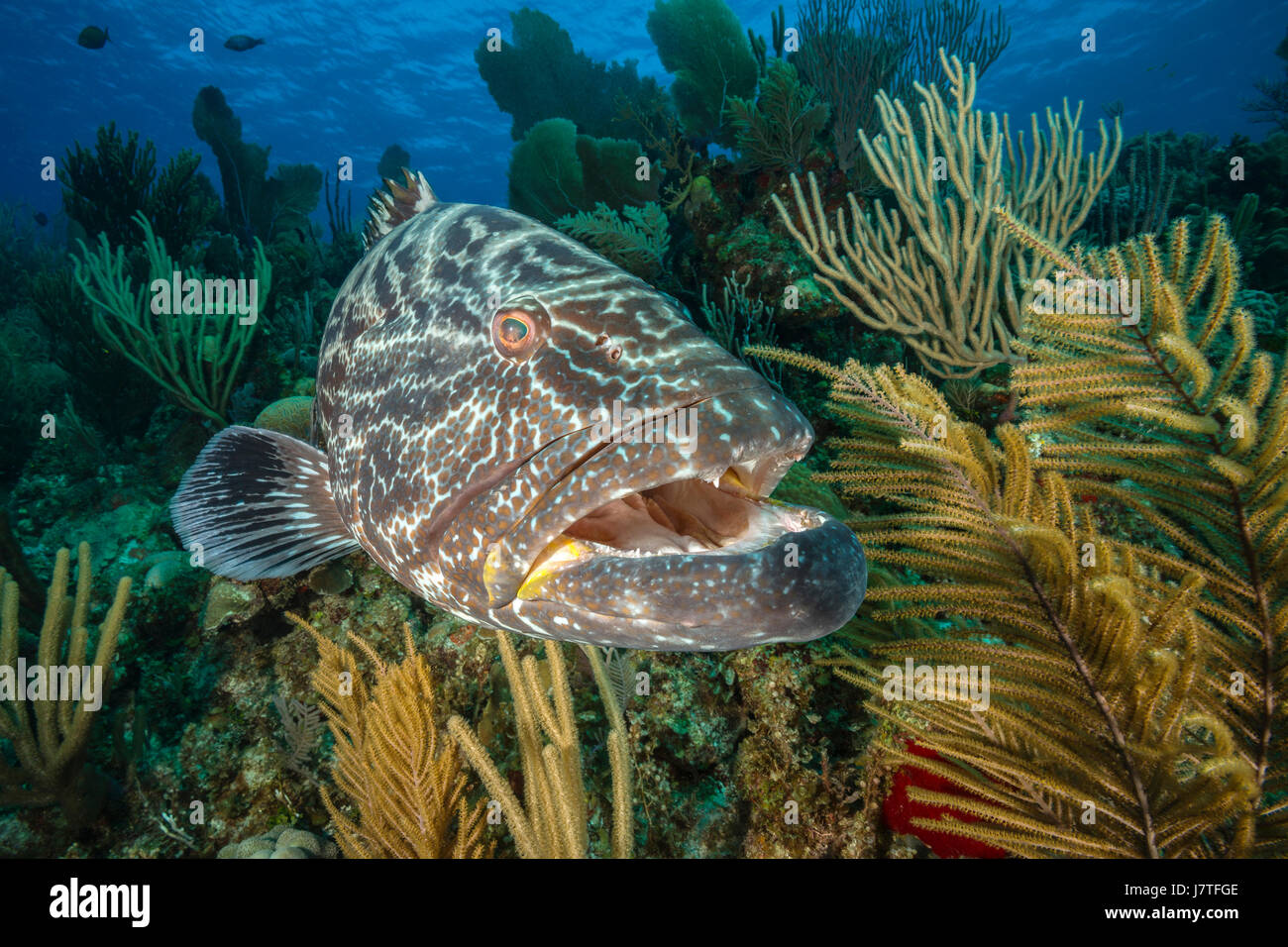 Black Grouper, Mycteroperca bonaci, Jardines de la Reina, Cuba Stock ...
