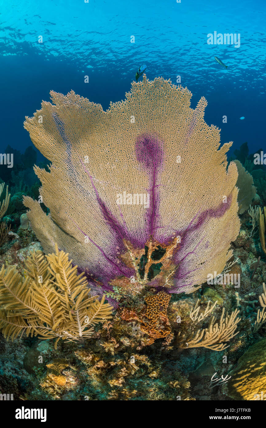 Flabellum hi-res stock photography and images - Alamy