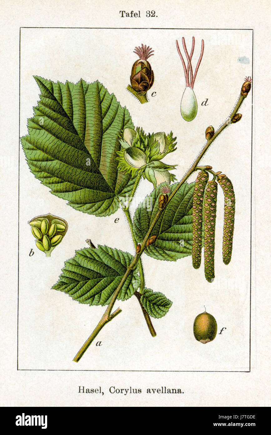 Corylus avellana, commonly known as the European hazel, is a species of ...