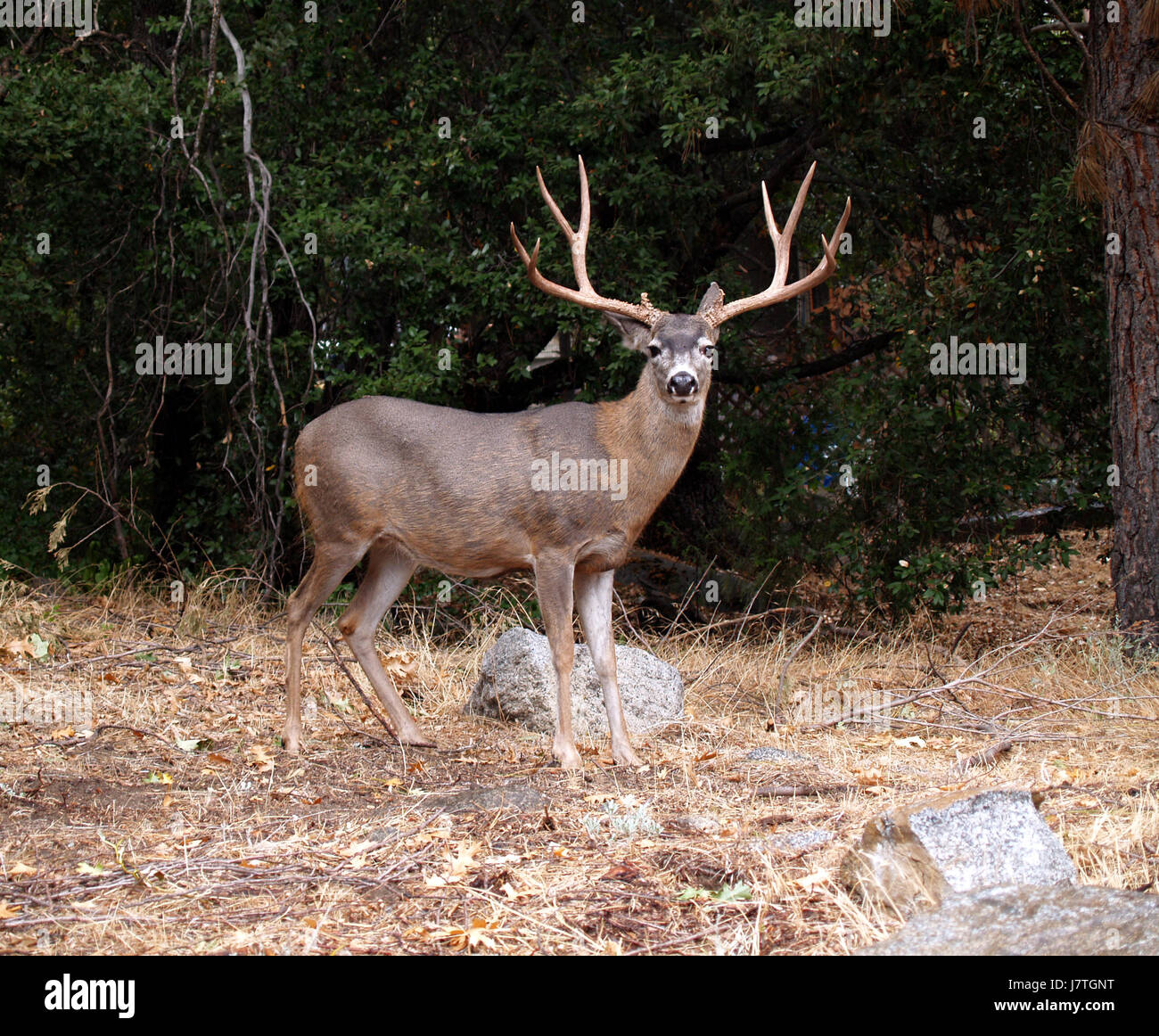 animal wild male masculine buck wildlife deer animal mammal brown ...