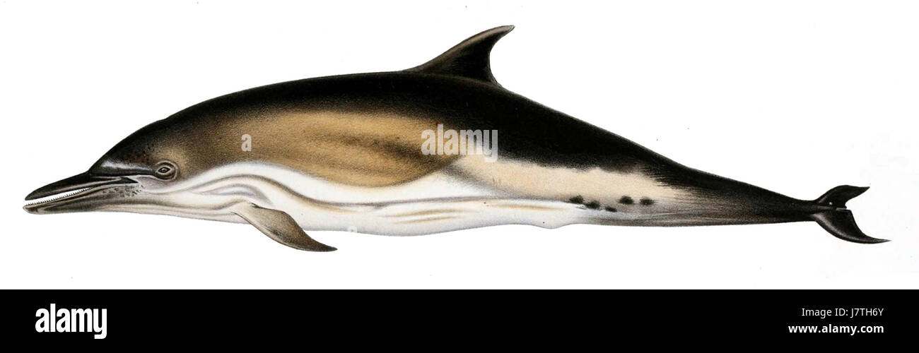 Delphinus delphis illustration hi-res stock photography and images - Alamy