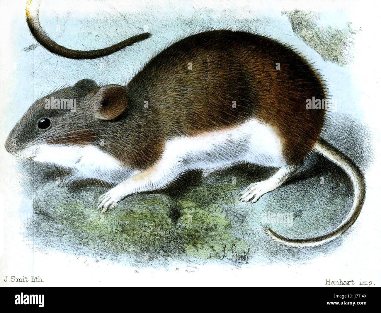 Auliscomys pictus, commonly known as the painted rock rat, is a rodent ...