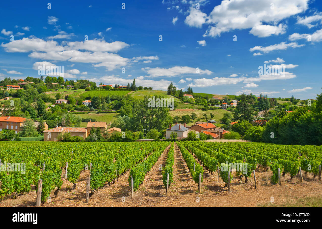 agriculture farming vineyard france farm french wineyard scenery ...