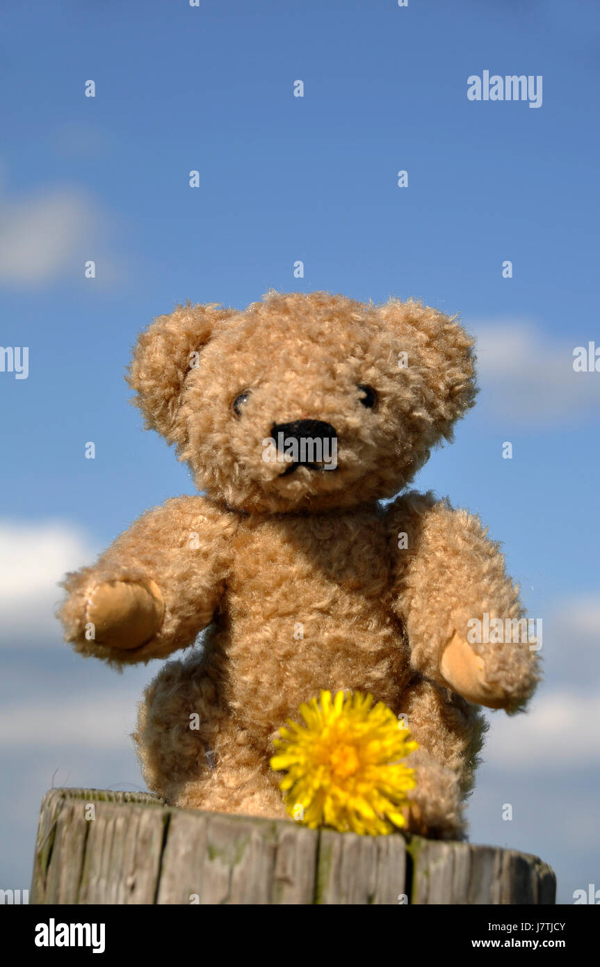 flower plant pet skin teddy teddy bear teddybear plush blue flower ...