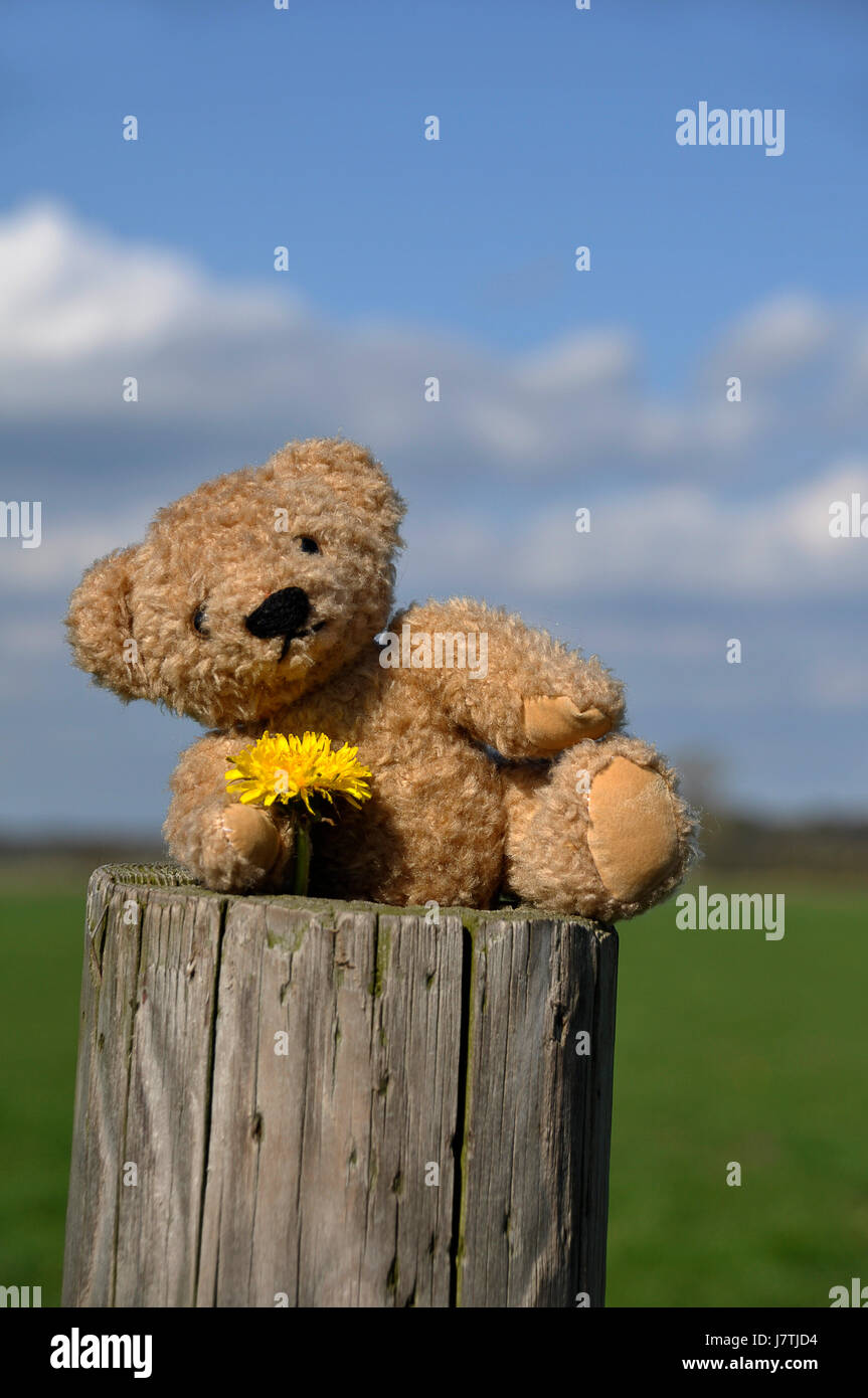flower plant pet skin teddy teddy bear teddybear blue flower plant ...