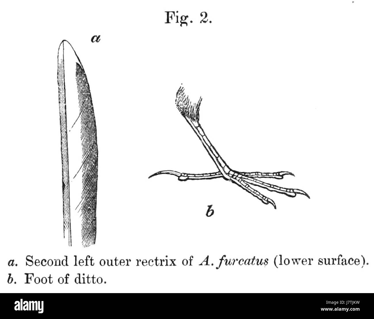 Field foot Black and White Stock Photos & Images - Alamy