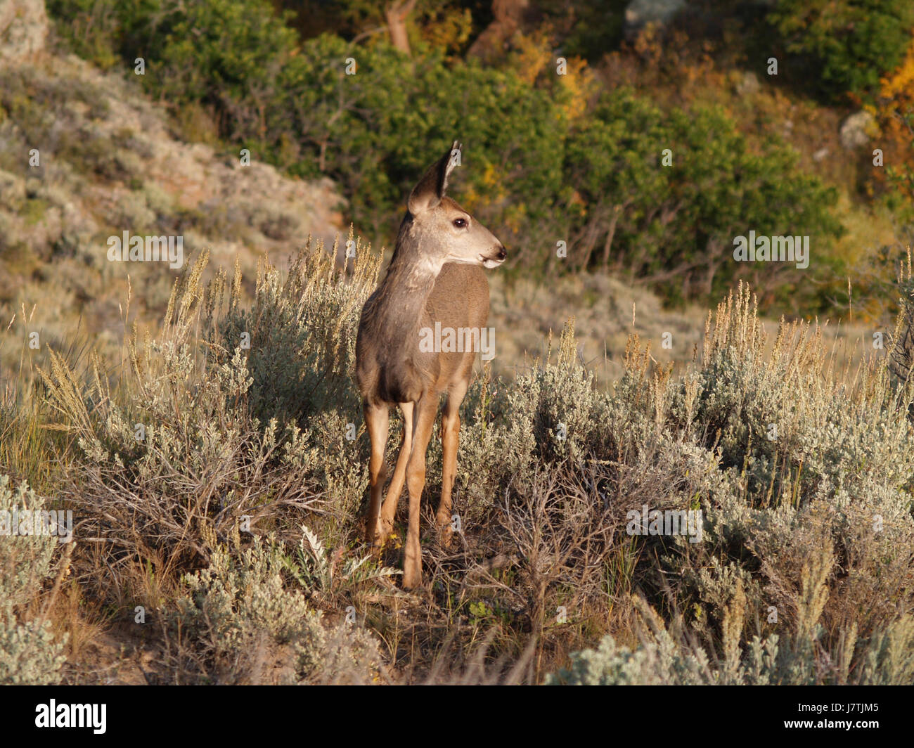 wild field mule deer young younger baby fawn game tournament play ...