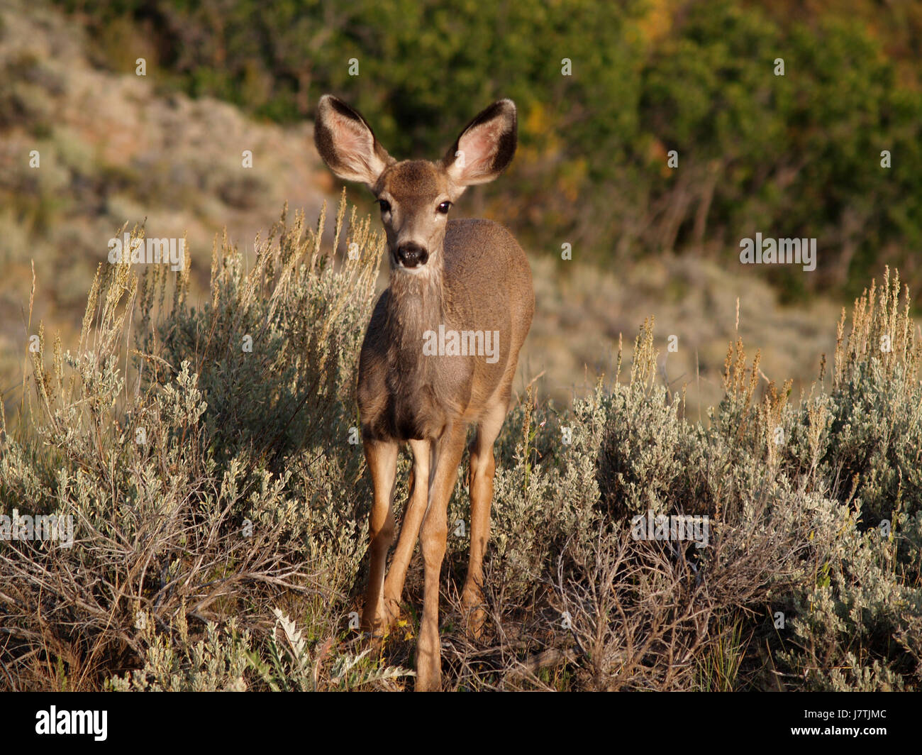 wild field mule deer young younger baby fawn game tournament play ...