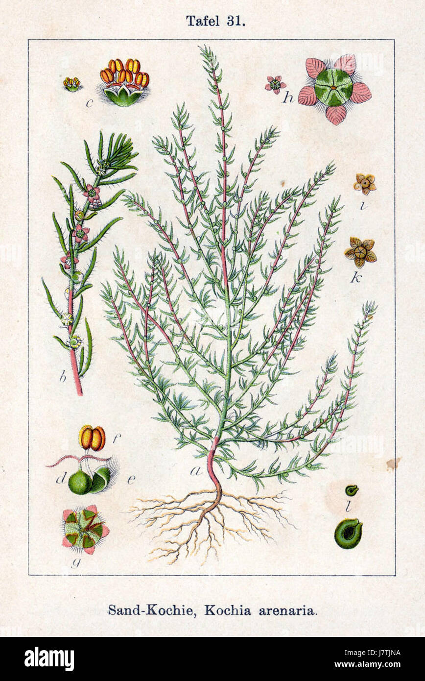 Botanical illustration of Bassia laniflora, a plant species native to ...