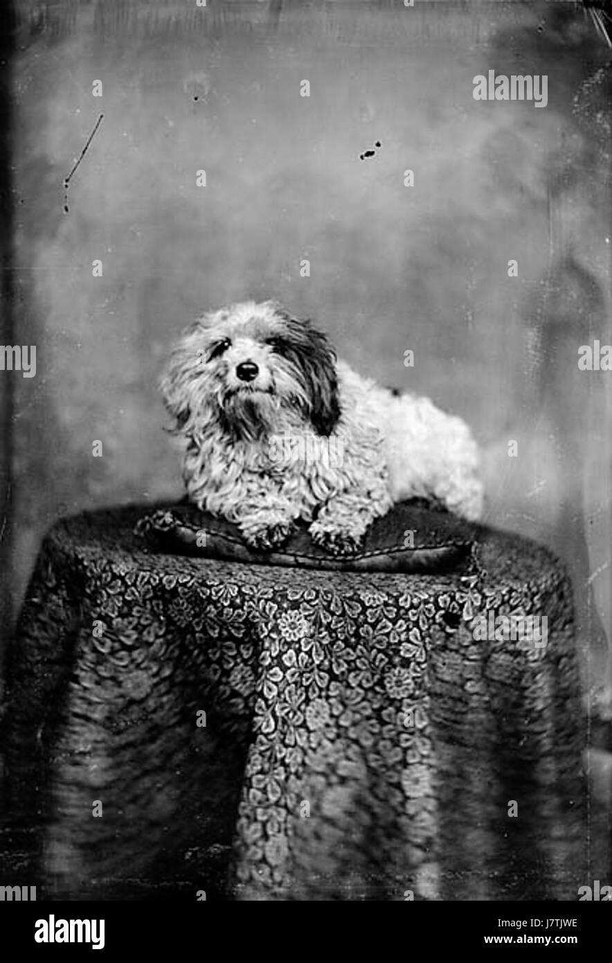 A pet dog (Roberts) NLW3363251 Stock Photo - Alamy