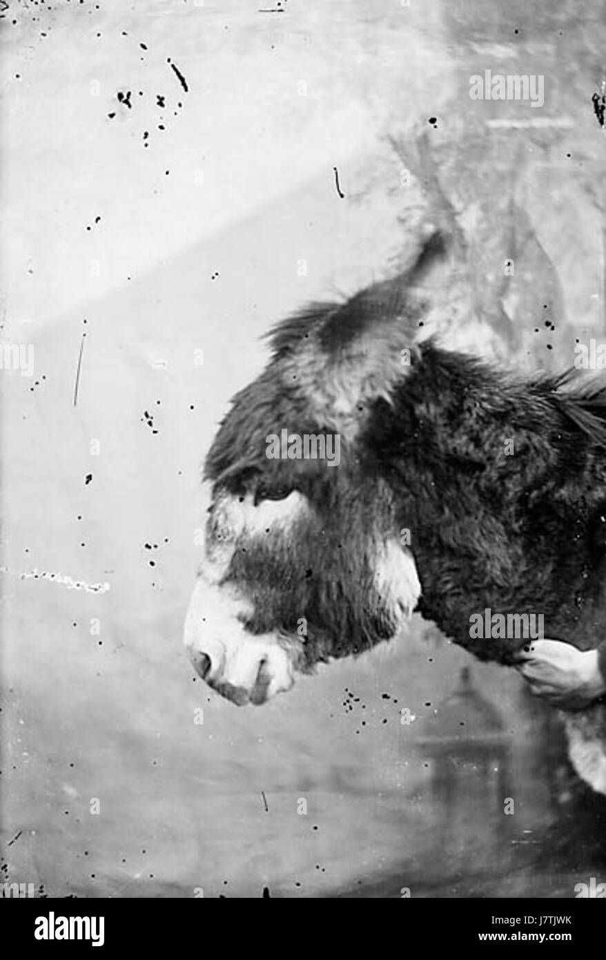 This refers to an image or artifact of a donkey, cataloged as ...