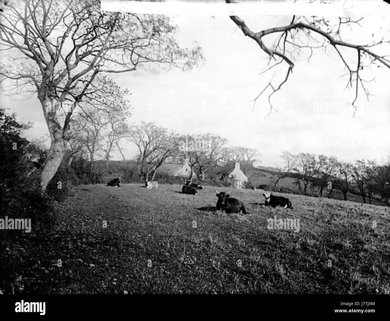 This photograph, titled 'Cattle at Abersoch', features cattle grazing ...