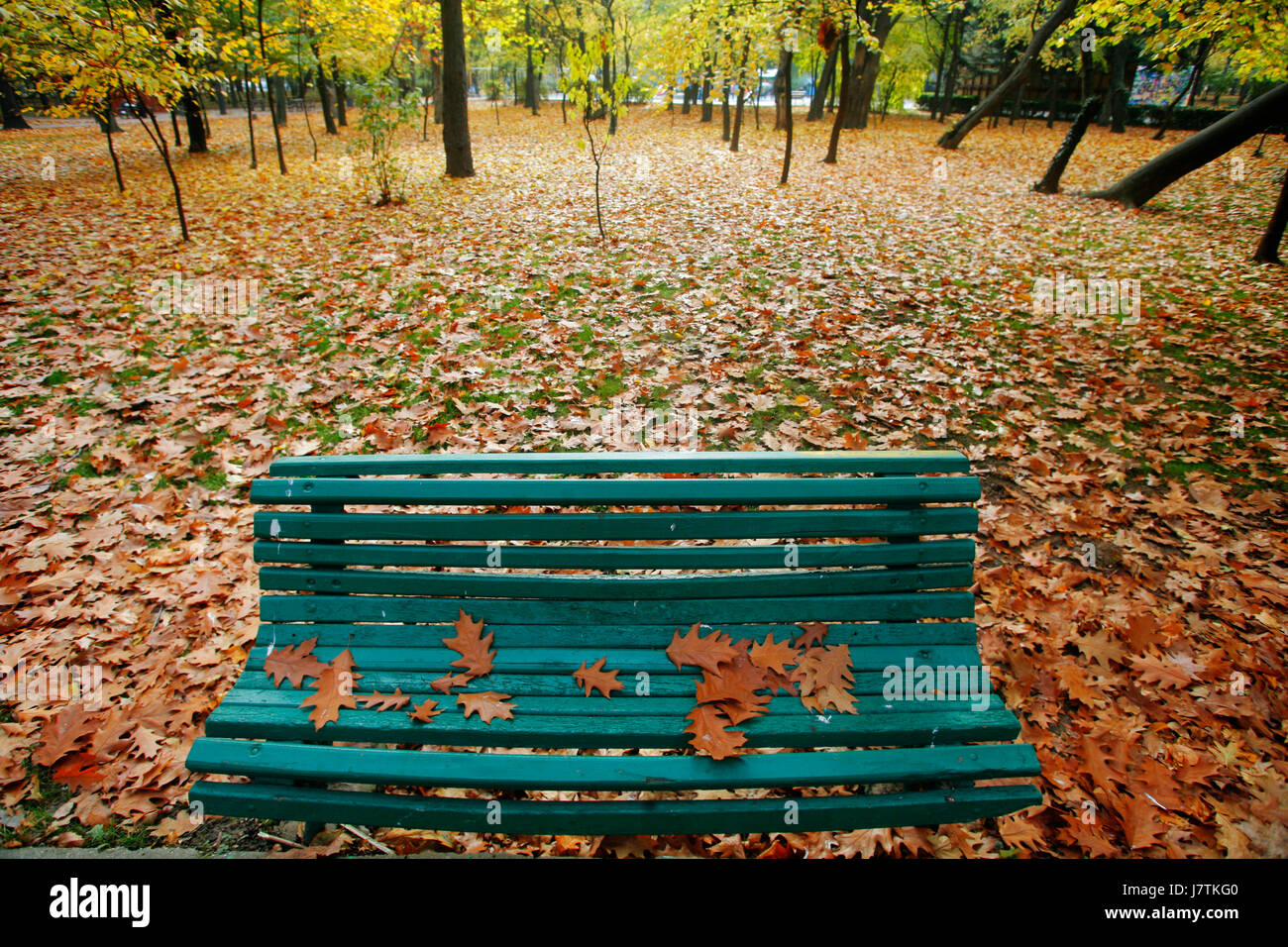 leaves wallpaper seat bench backdrop background foliage fall autumn ...