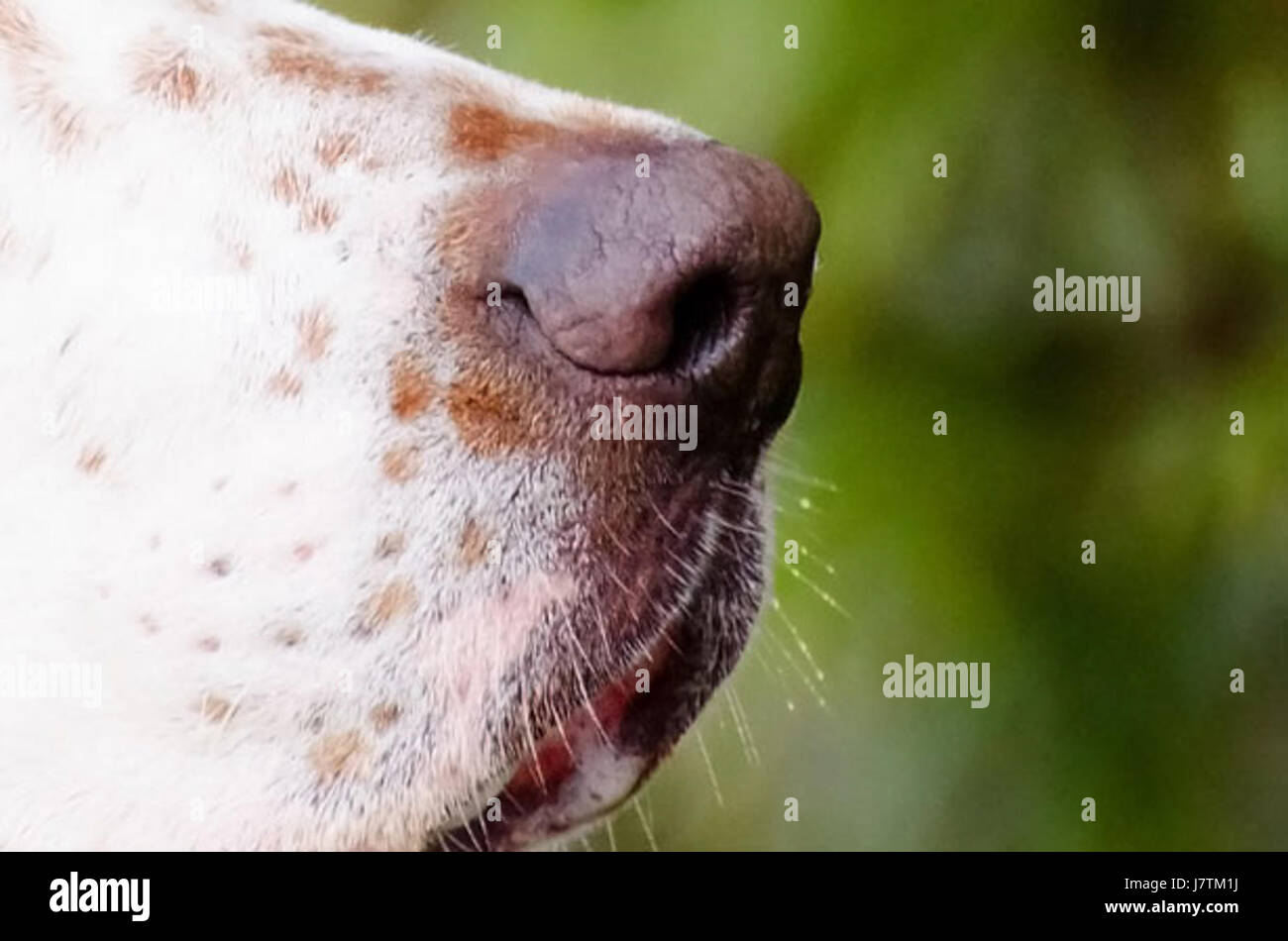 1Nose dog macro Stock Photo - Alamy