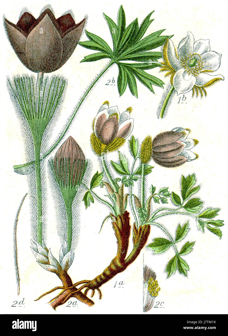 Anemone spp. (species) Sturm42 refers to a particular species of the ...
