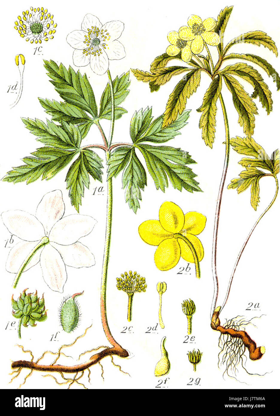 Anemone plant genus ranunculaceae hi-res stock photography and images ...