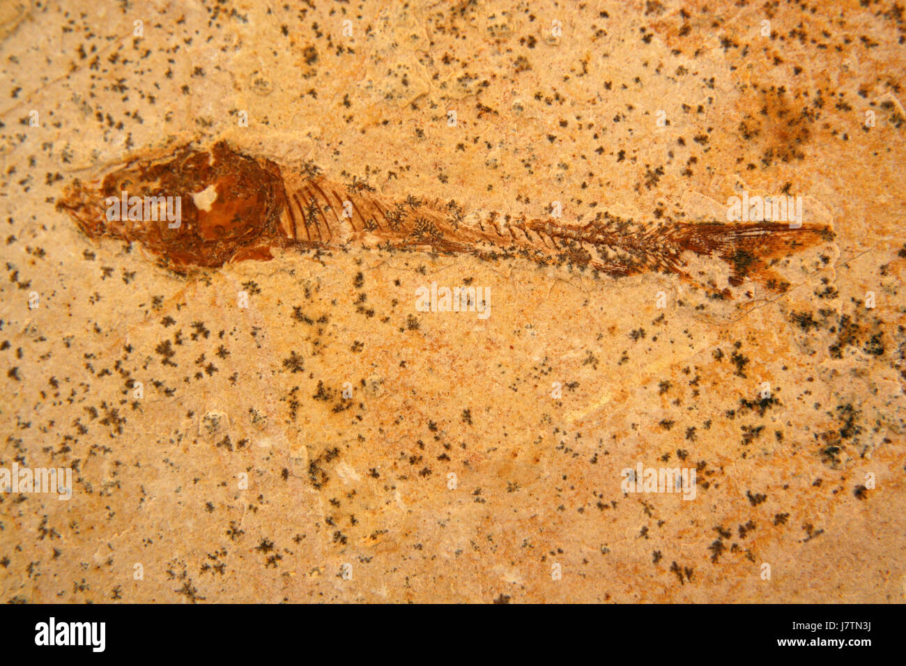 stone science animal fish rock evolution fossil geology extinct expire ...