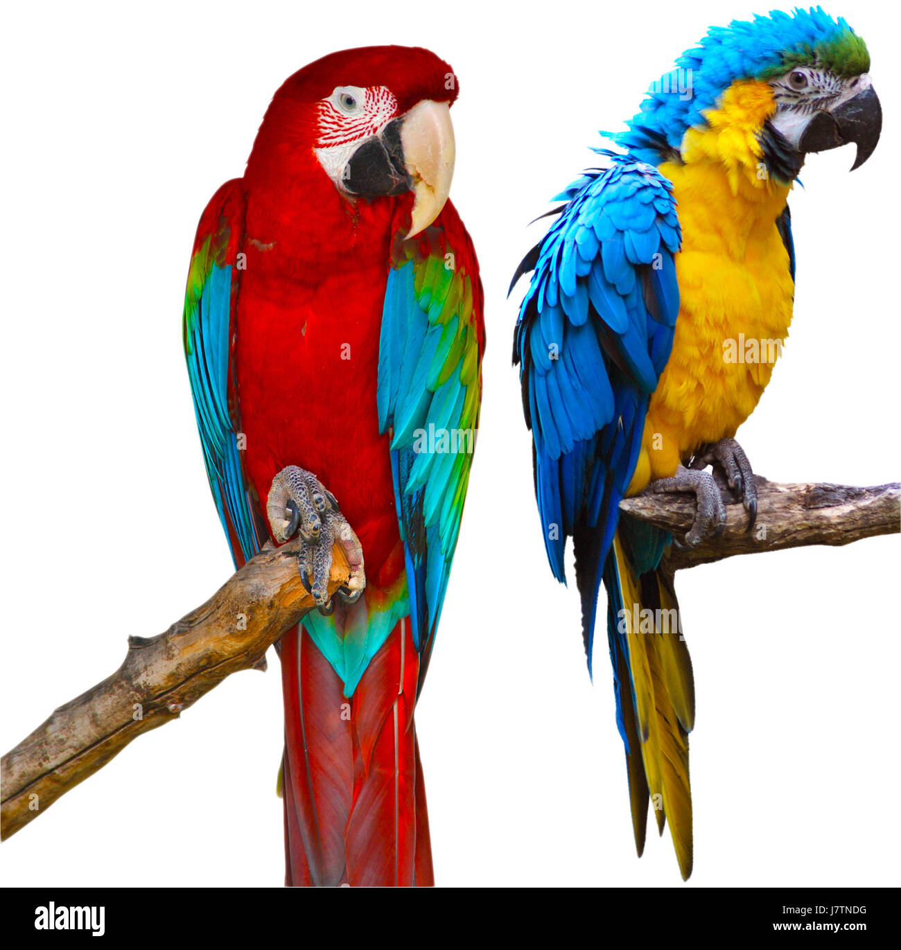 isolated parrot blue isolated bird green coloured colourful gorgeous ...