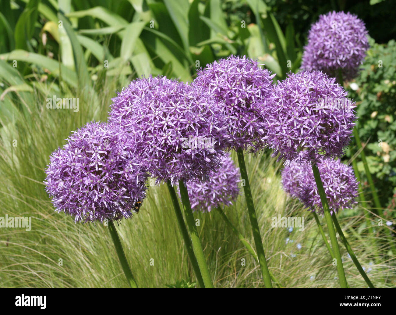 Highdown Garden High Resolution Stock Photography and Images - Alamy