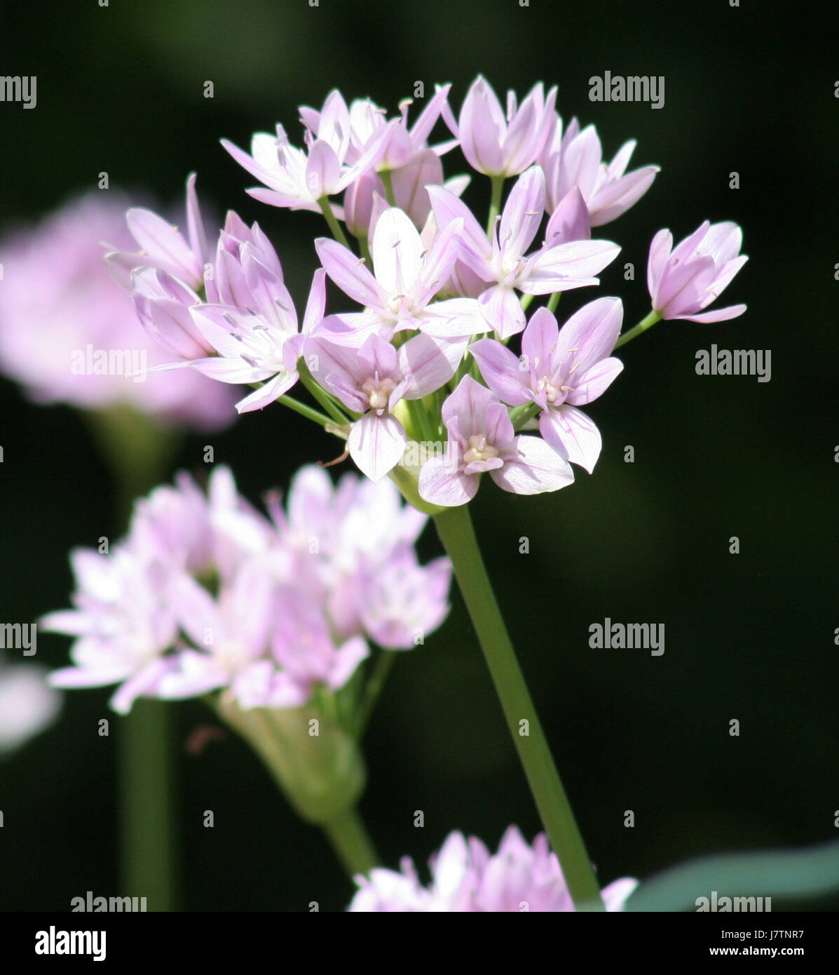 Highdown Garden High Resolution Stock Photography and Images - Alamy