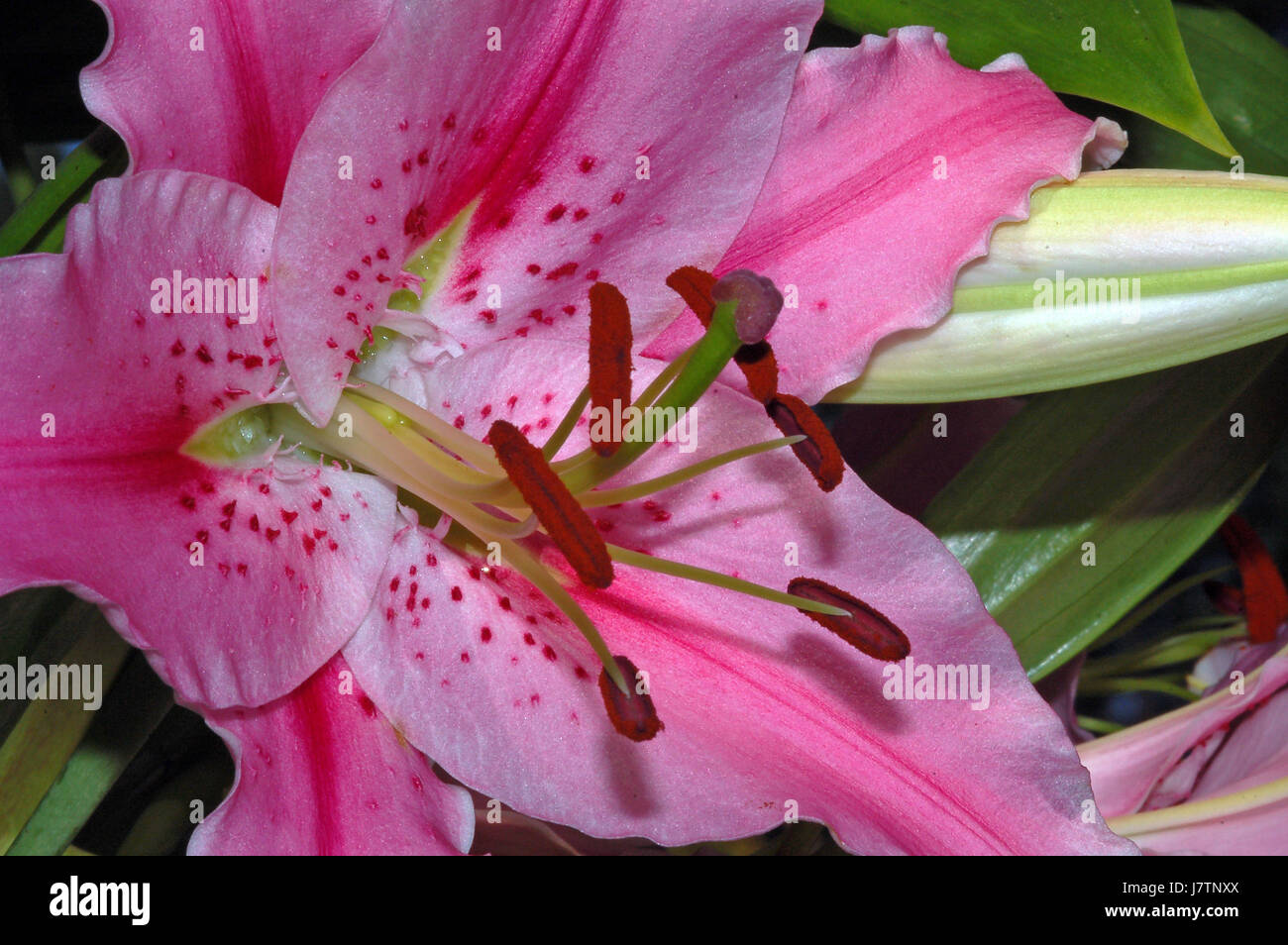 Pink stargazer lily hi-res stock photography and images - Alamy