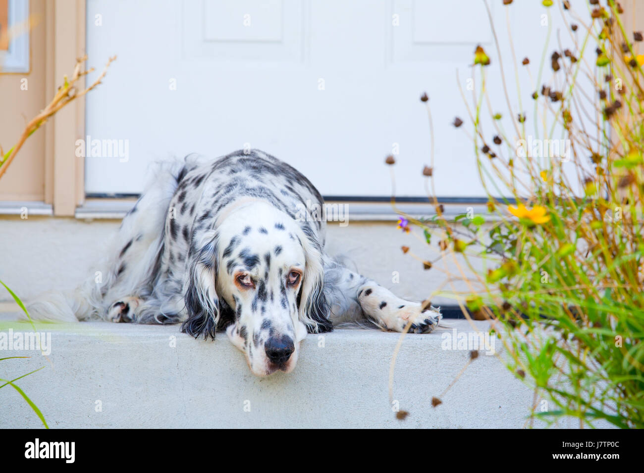 wait waiting pet sad door dog outside laying home wait waiting house ...
