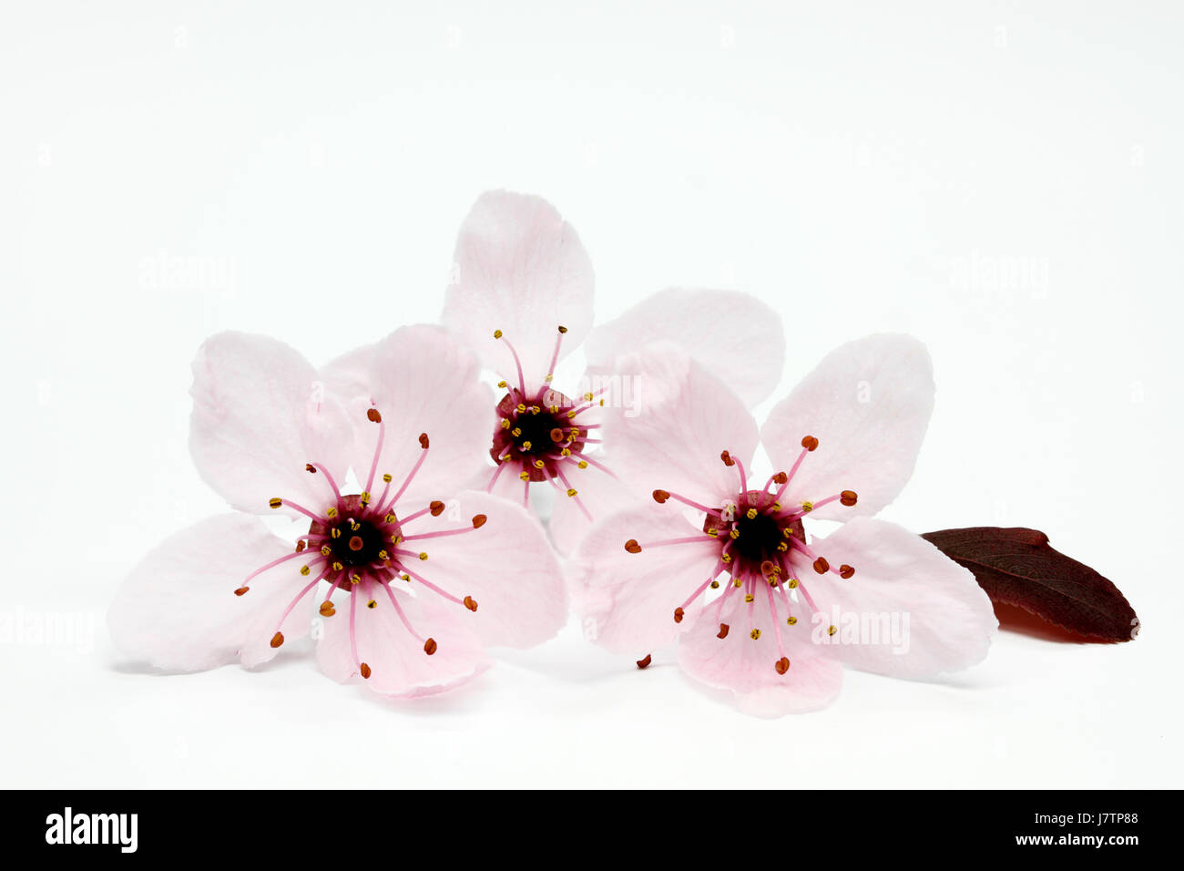 flowers a blutpflaume (prunus cerasifera nigra Stock Photo - Alamy