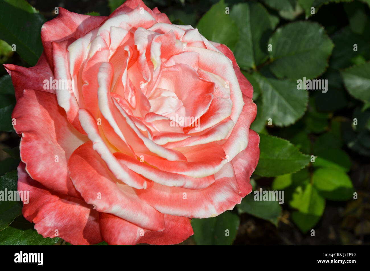 Beautiful pink single rose in full bloom Stock Photo - Alamy