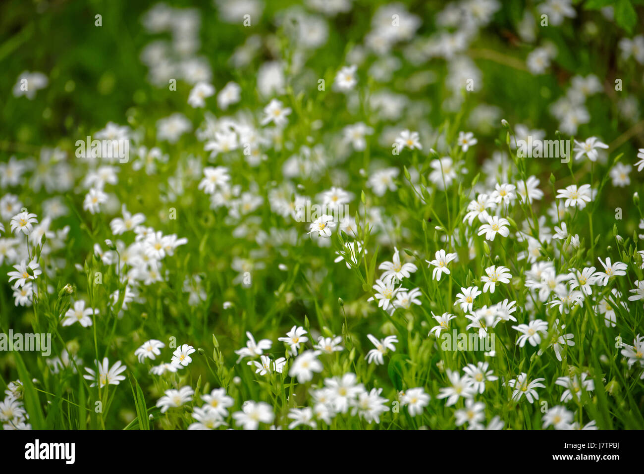 Summer flowers in front of a field of Deister,Germany Stock Photo - Alamy