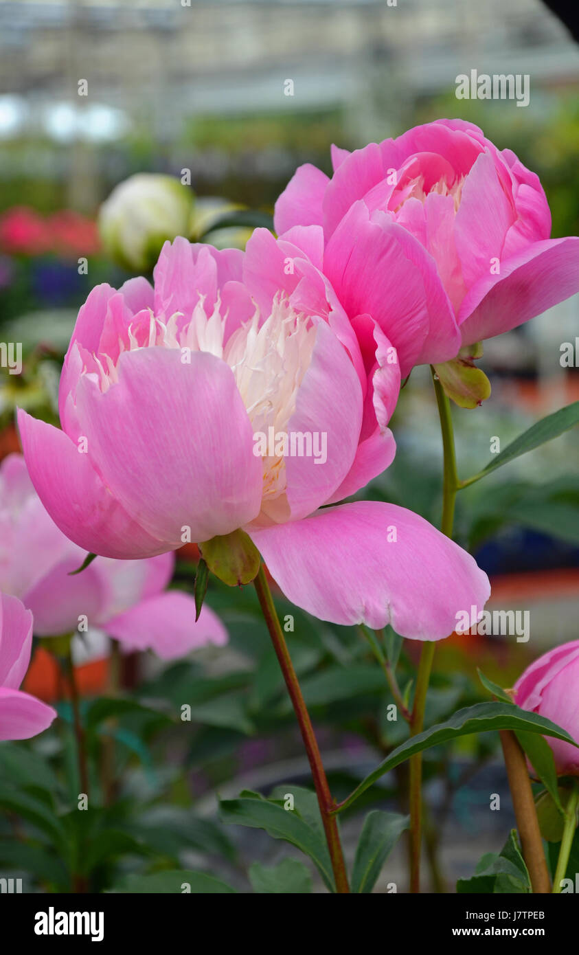Two beautiful pink peony flowers Stock Photo - Alamy