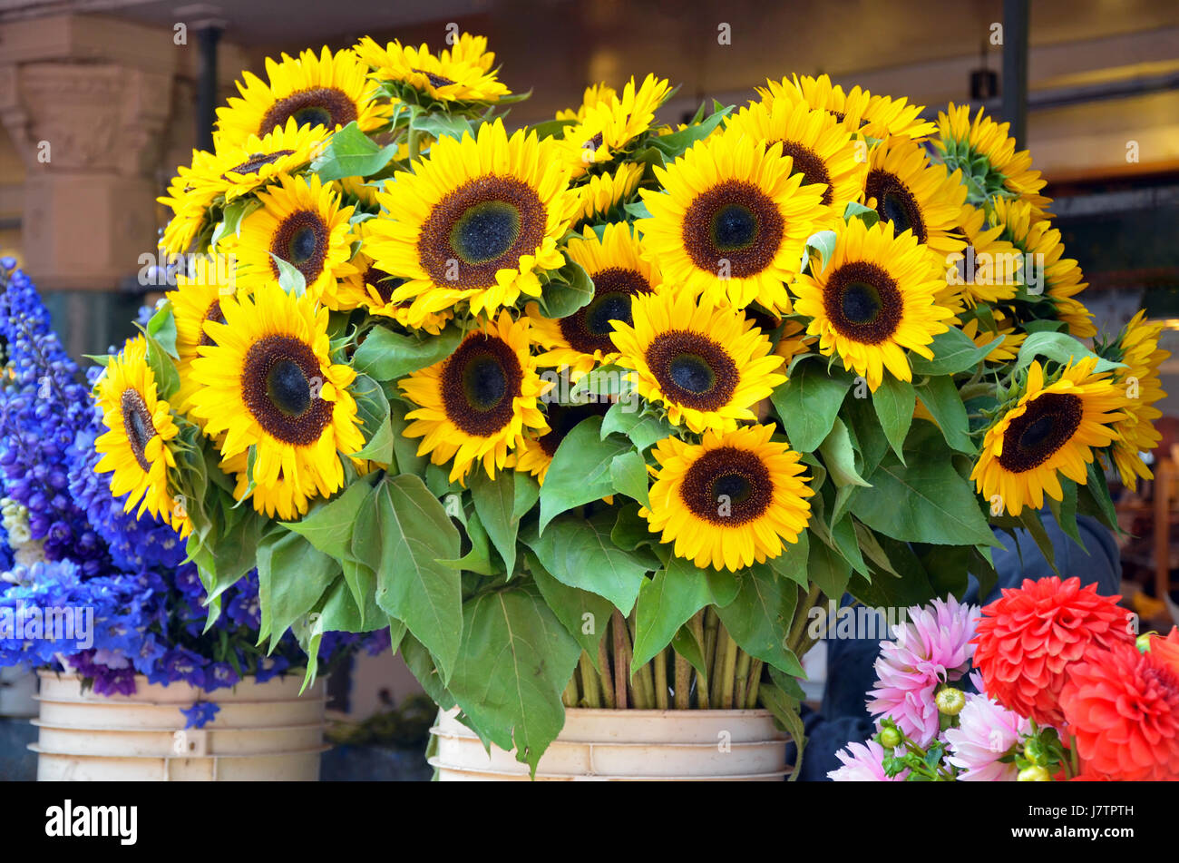 Beautiful yellow sunflowers on display at the market Stock Photo - Alamy