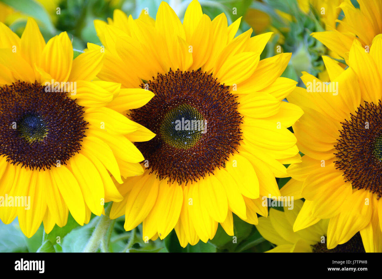 Three beautiful yellow sunflowers in summer garden Stock Photo - Alamy