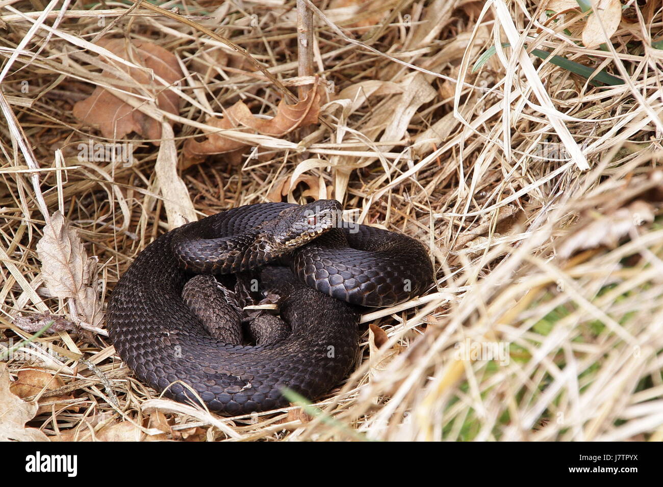 wildlife snakes skinning adder wildlife reptiles snakes adder vipera ...