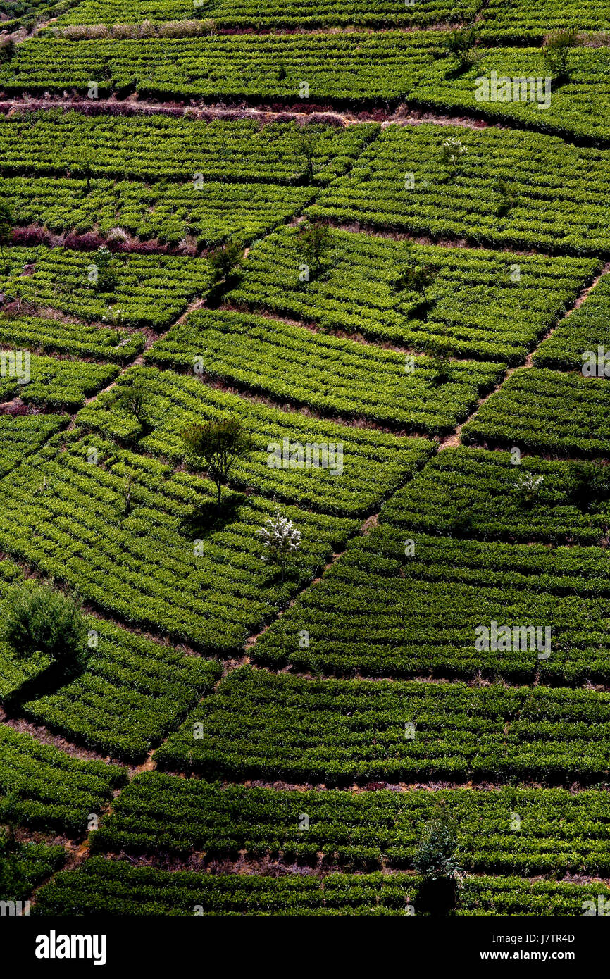 tea agriculture farming field monoculture lawn green tea beautiful ...