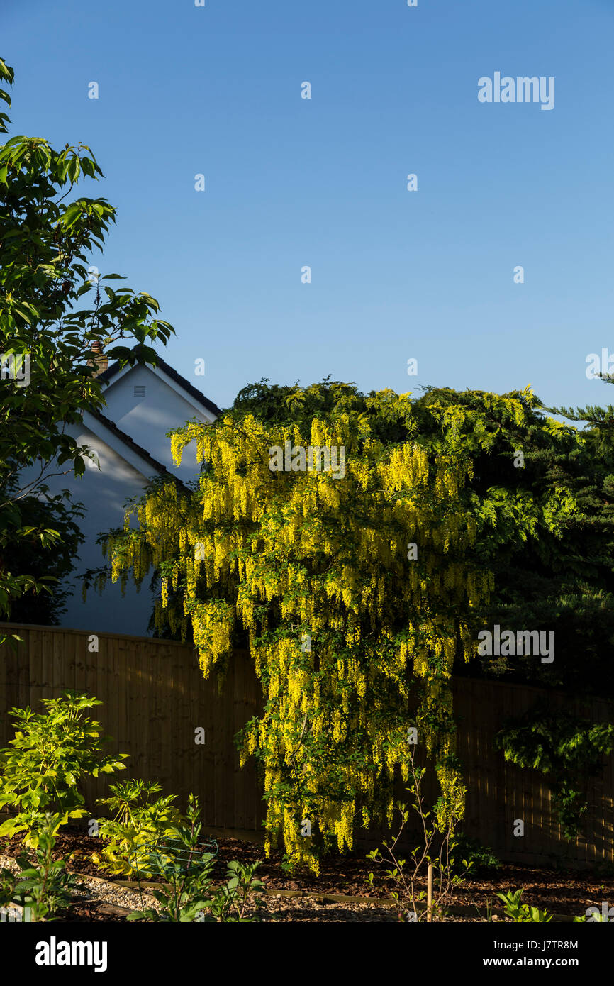 Alpine Laburnum High Resolution Stock Photography and Images - Alamy