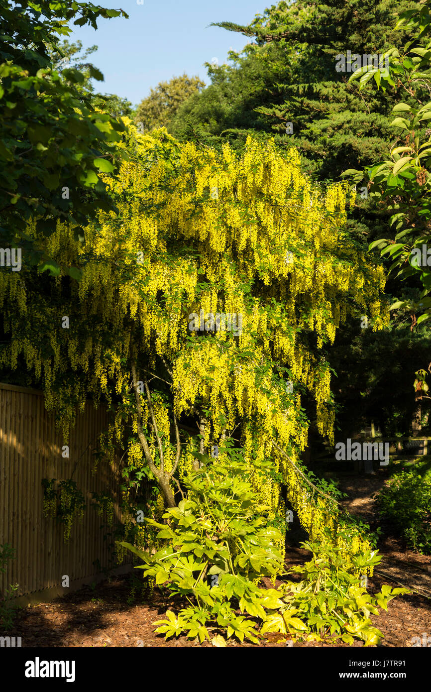 Laburnum tree hi-res stock photography and images - Alamy