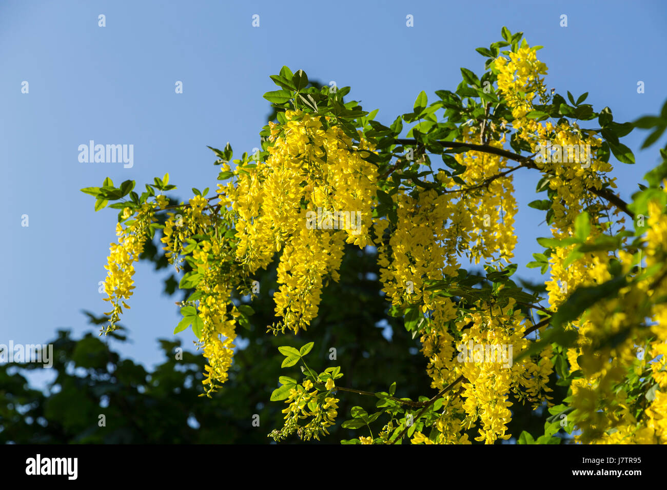 Laburnum tree hi-res stock photography and images - Alamy
