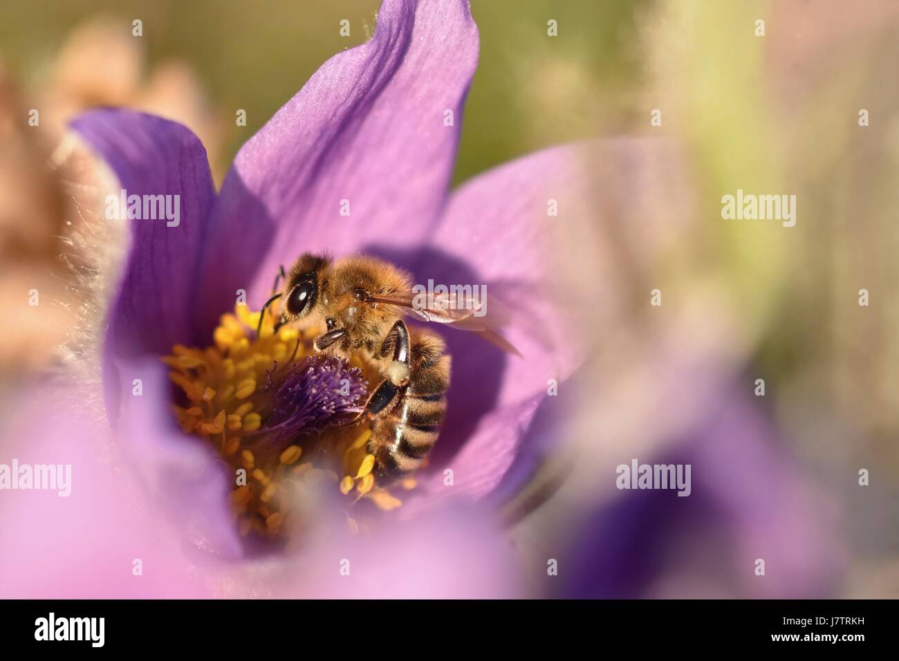 Beautiful purple little furry pasque-flower. (Pulsatilla grandis ...