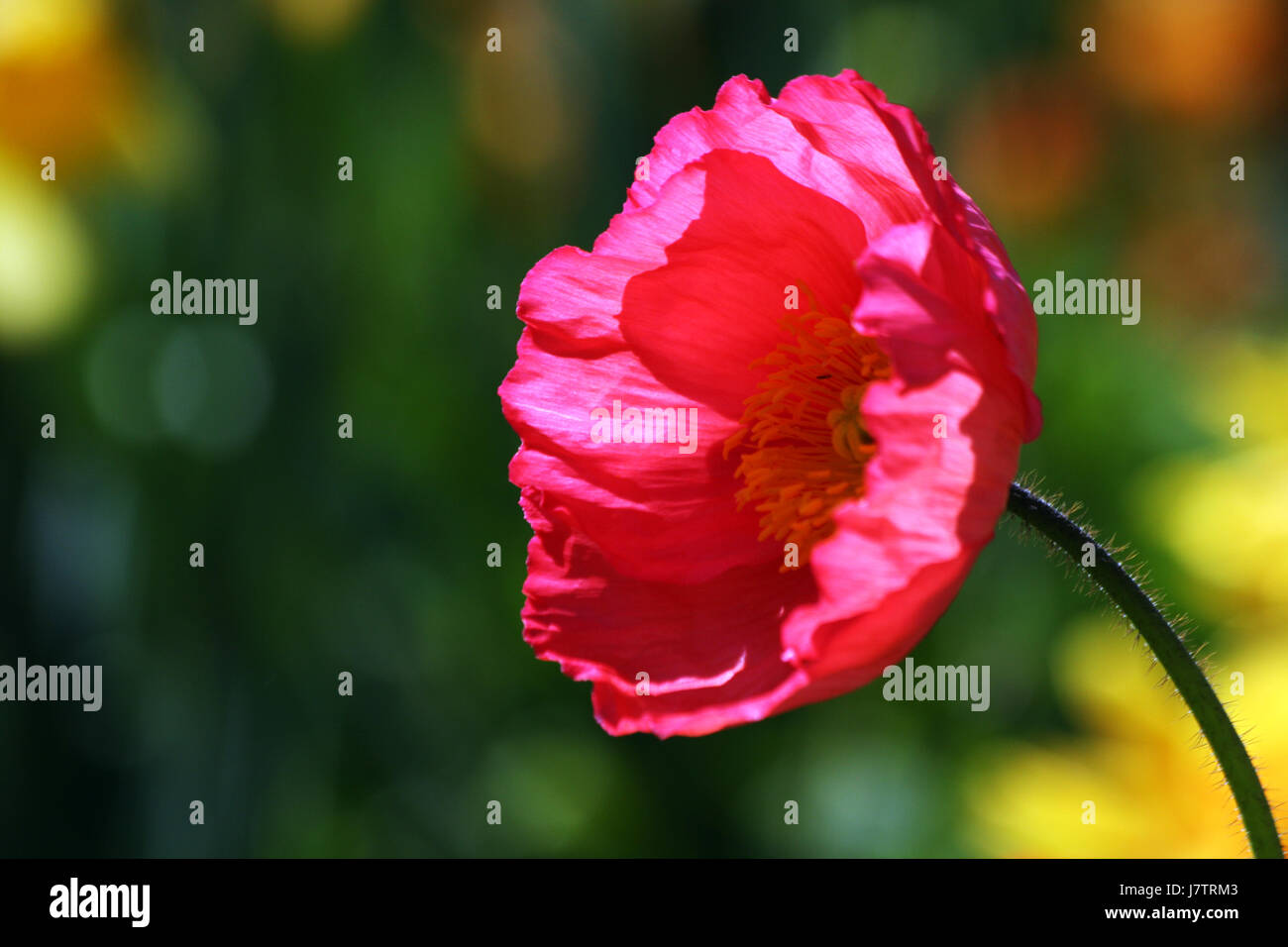 poppy flower in backlight Stock Photo - Alamy