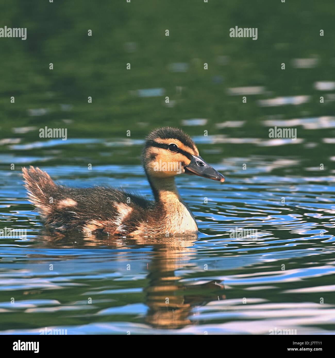 Small ducks on a pond. Fledglings mallards.(Anas platyrhynchos Stock ...