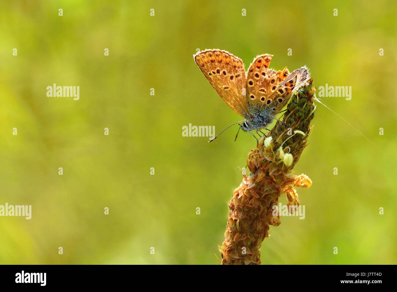 Beautiful little butterfly hi-res stock photography and images - Alamy