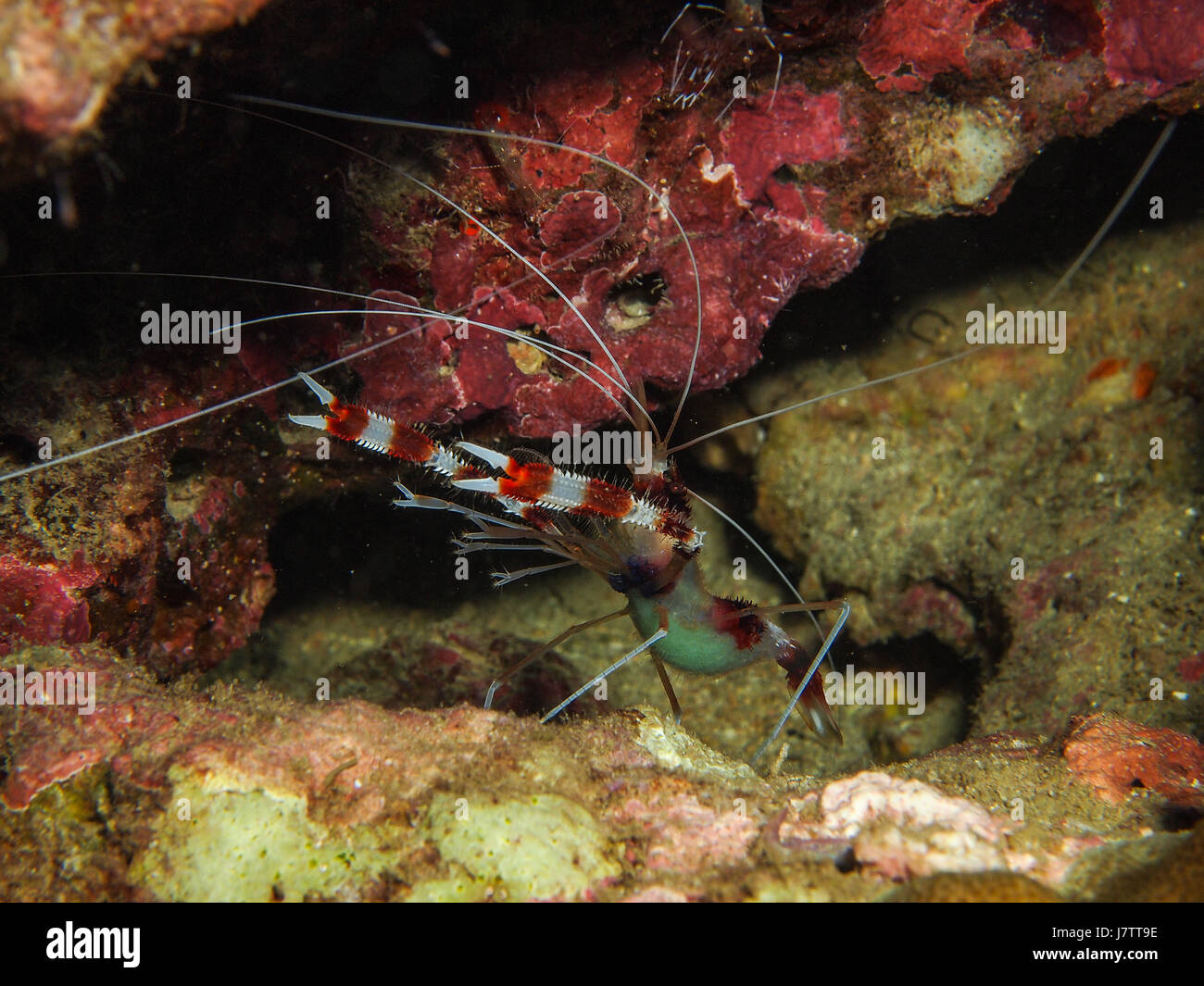 Stenopus hispidus, Boxer Shrimp in the coral reef Stock Photo - Alamy