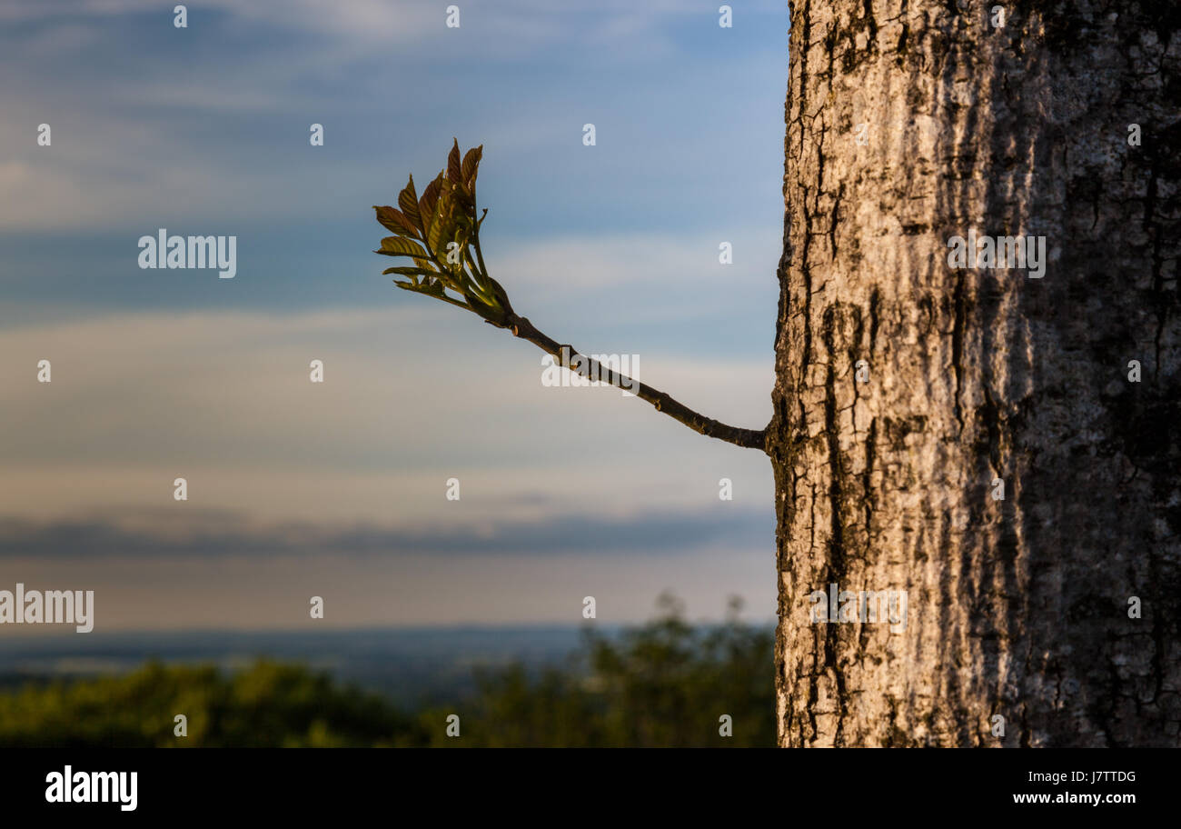 Branching shoot hi-res stock photography and images - Alamy