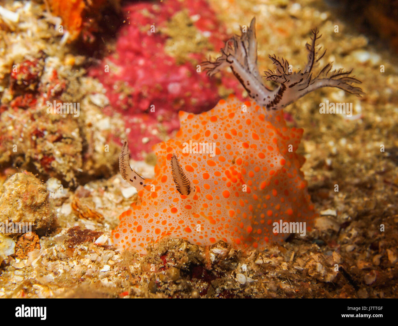 Underwater picture of Halgerda batangas Nudibranch, Sea Slug Stock ...