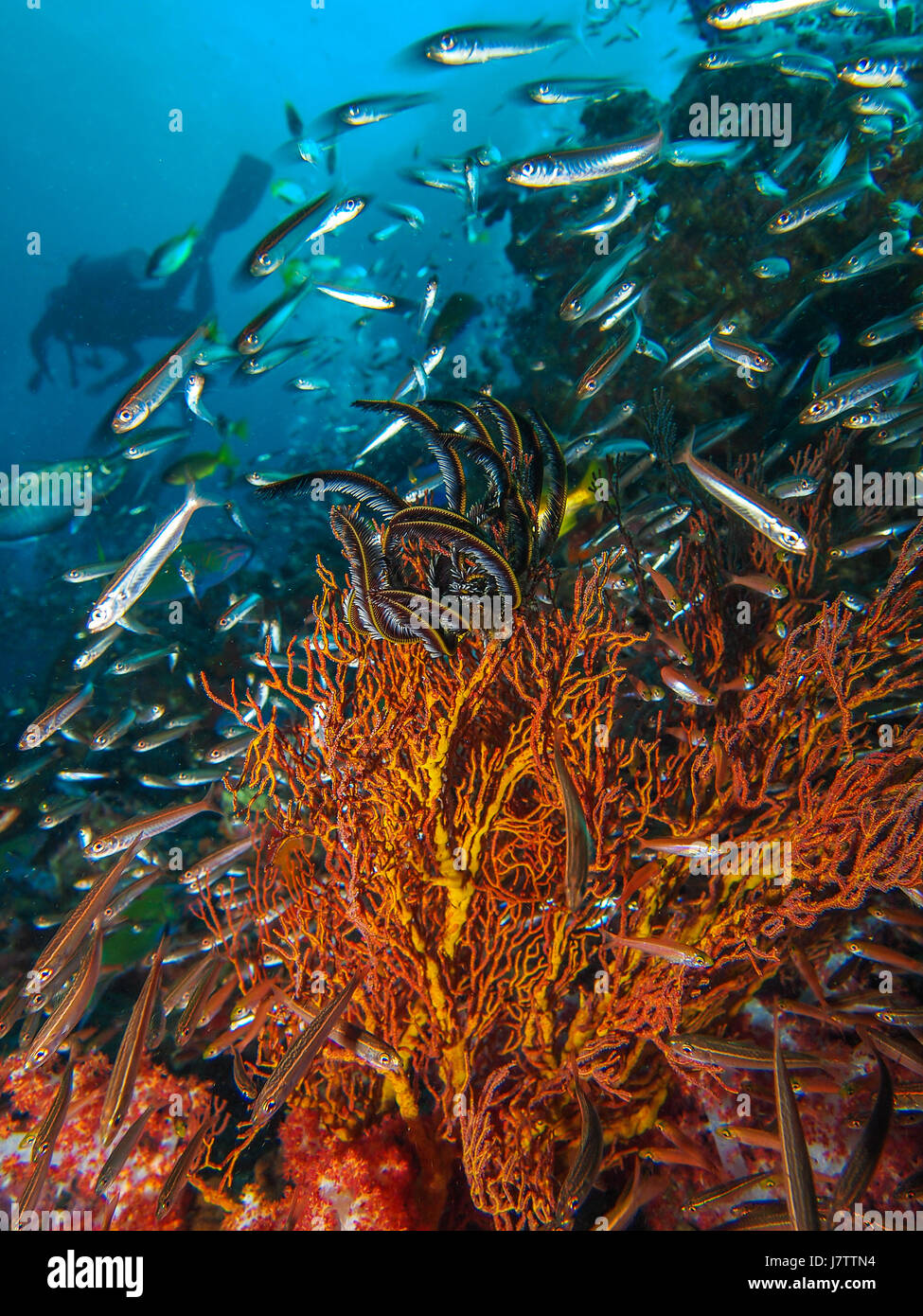 Coral reef and the moving fish with scuba diver in the background Stock ...