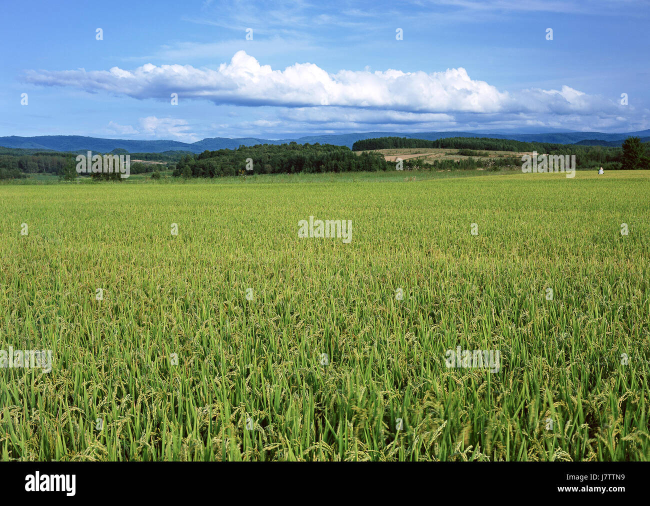 Growing rice ear Stock Photo - Alamy